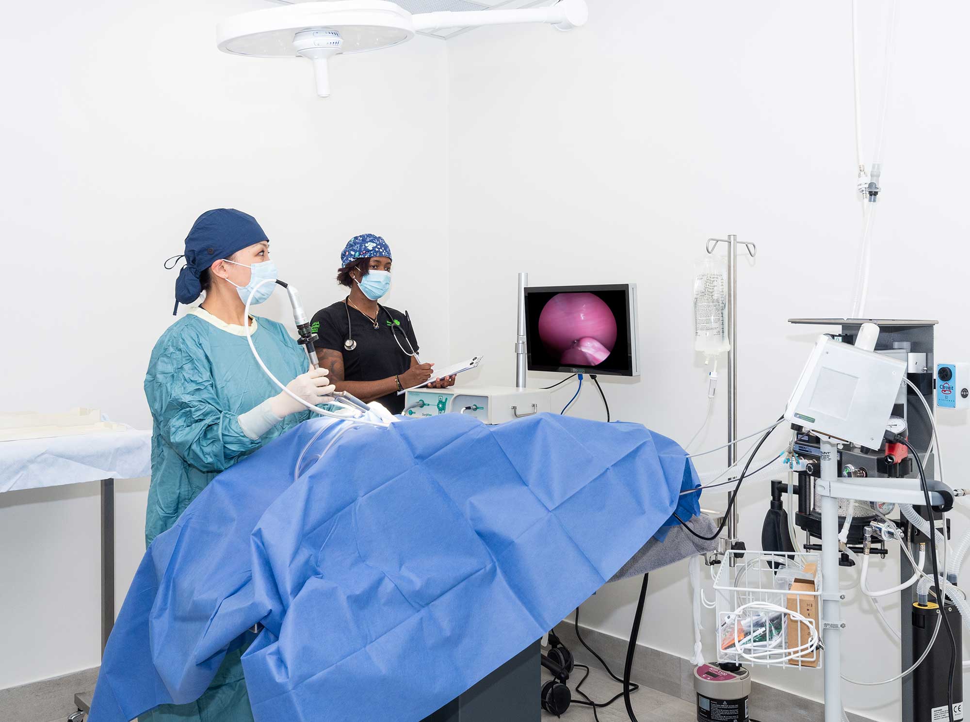 Laparoscopic Spay for Dogs near Brampton | Southeast Oakville Vet