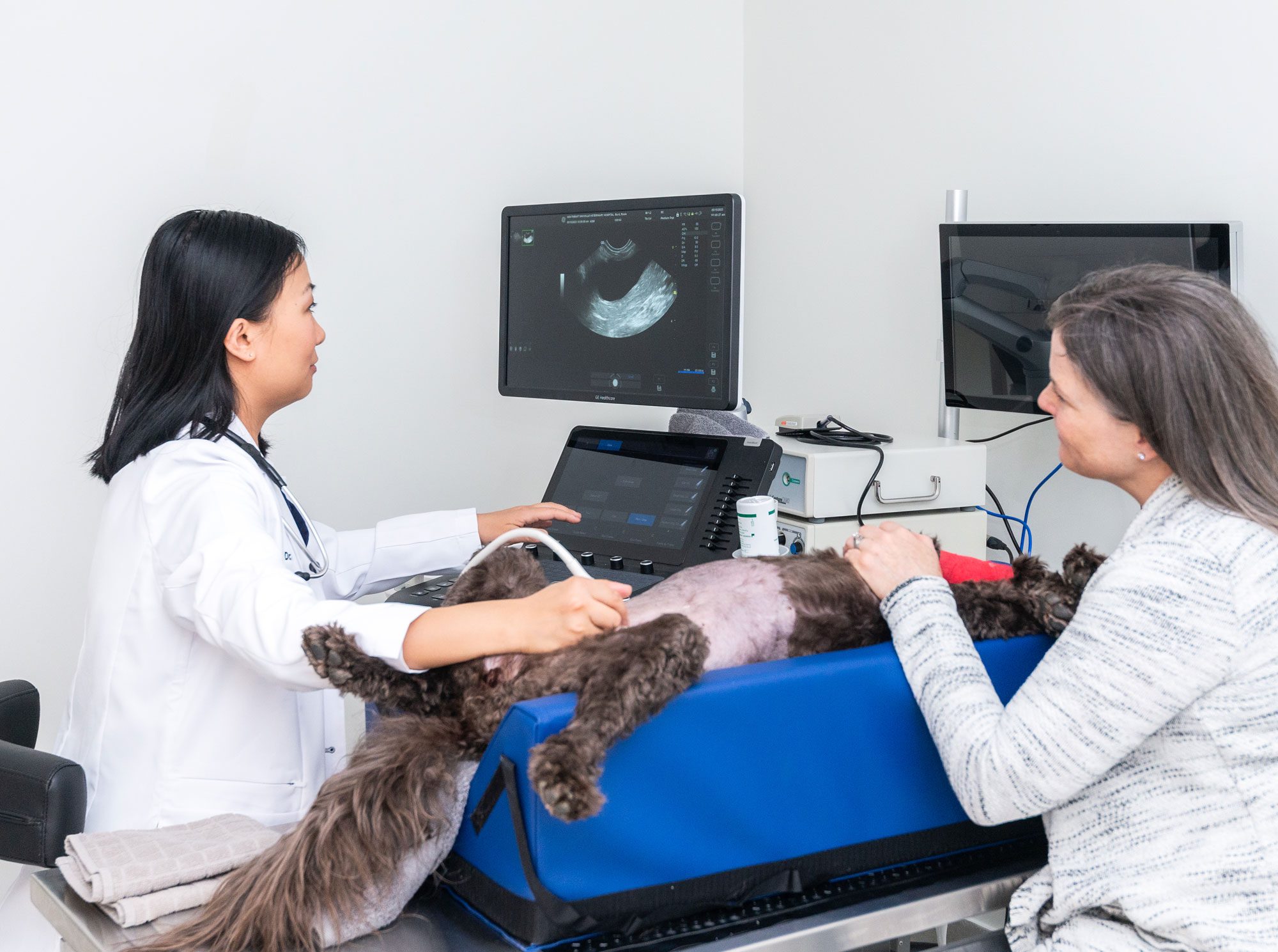 Cat & Dog X-Ray and Ultrasound Imaging in Oakville, ON | Southeast ...