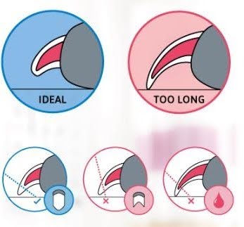 Trimming Nails in Kittens: Taking the Stress Out of Nail Trims ...