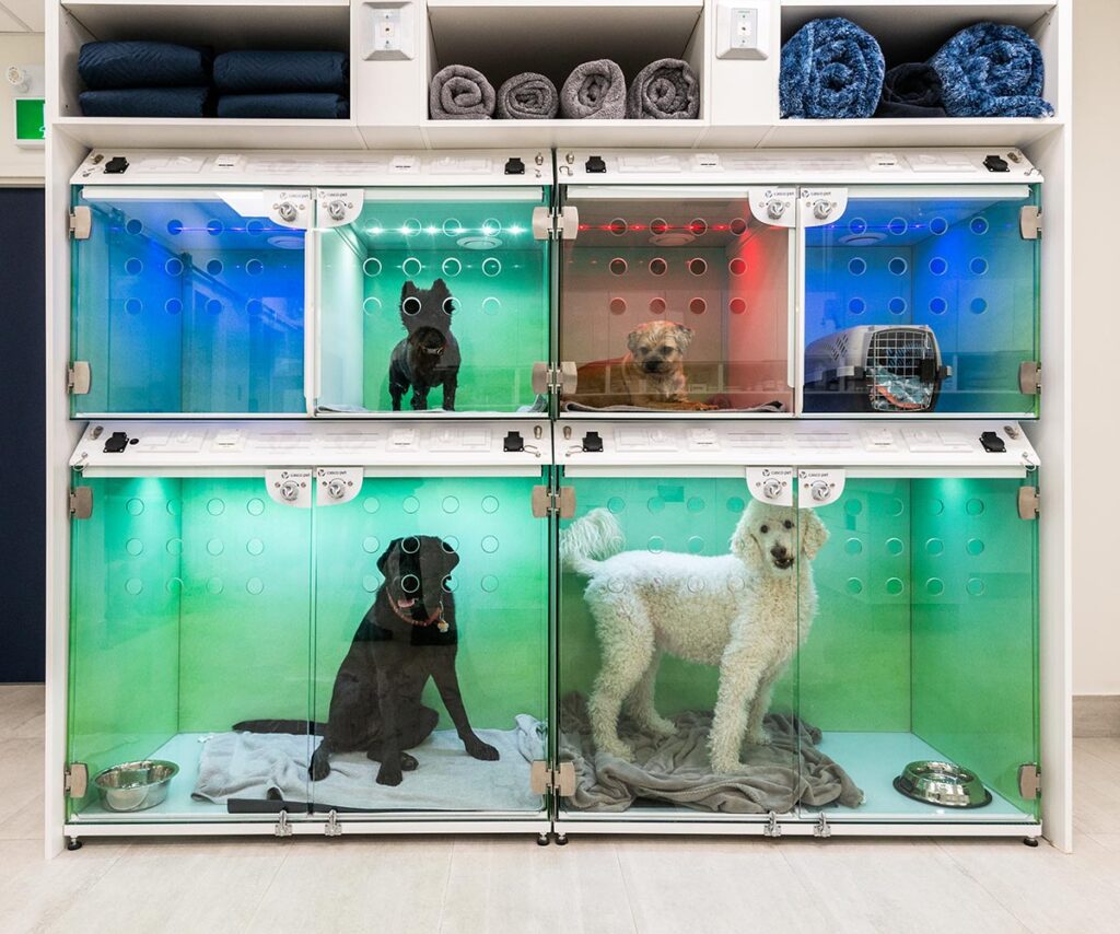 Laparoscopic Spays: Your Questions Answered | Southeast Oakville Vet