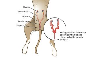 Spaying Dogs When and Why? | Southeast Oakville Vet
