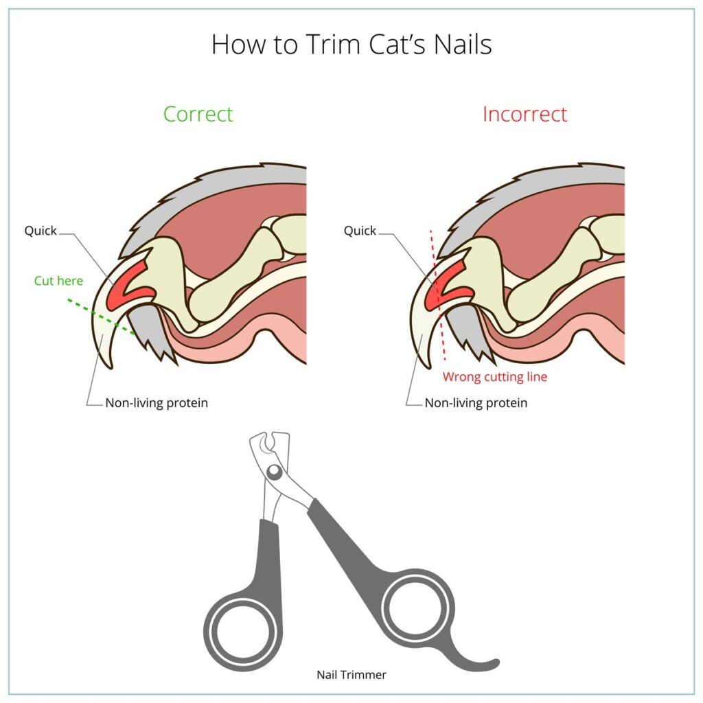 Trimming Nails in Kittens: Taking the Stress Out of Nail Trims ...