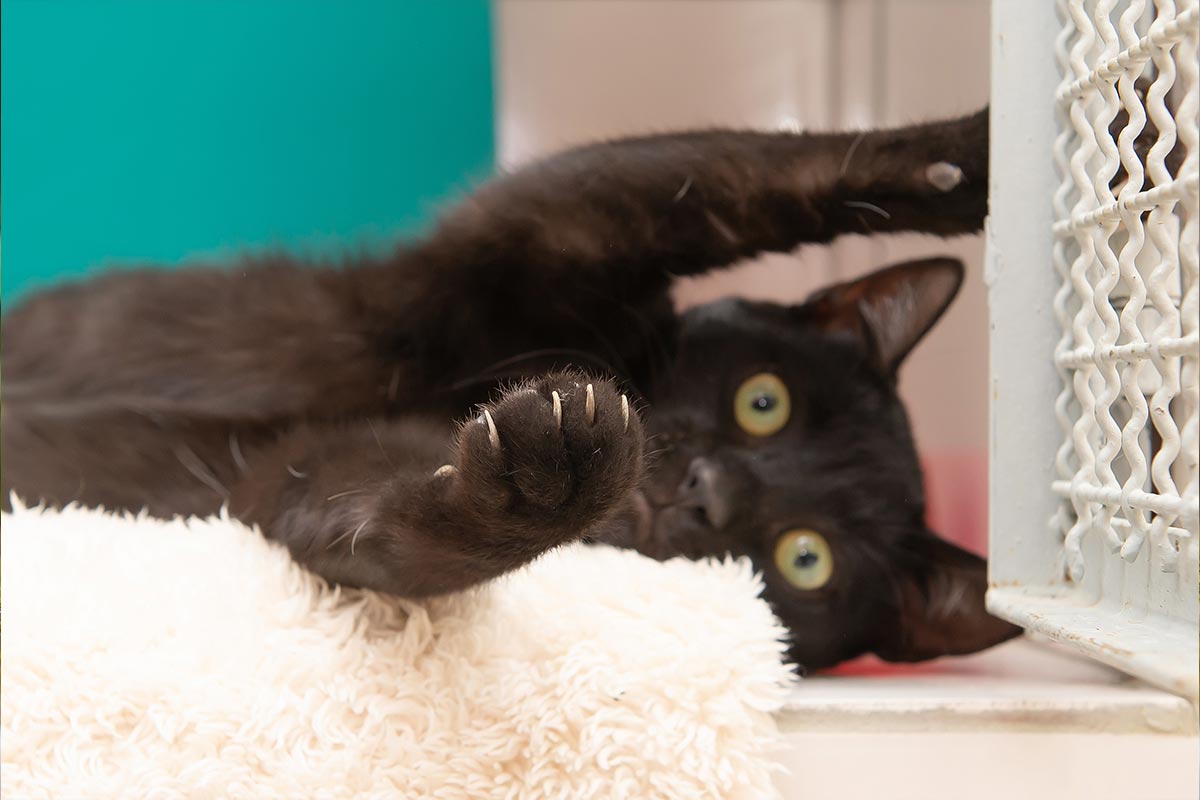 How to Help Your Cat's Scratching | Southeast Oakville Vet