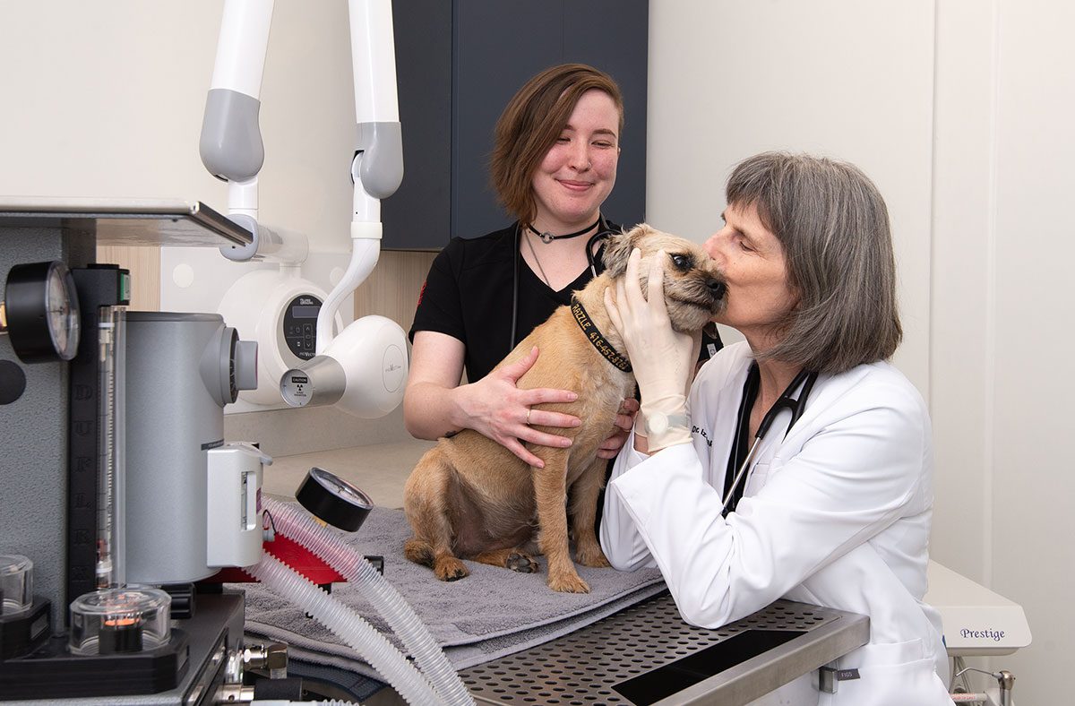 Pet Behaviour Counseling in Oakville, ON | Southeast Oakville Vet