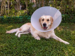 Infected & Swollen Spay Incision on a Dog: What to Do | Southeast ...